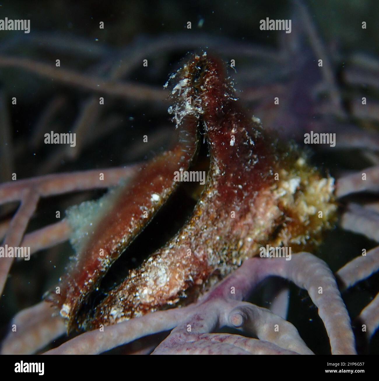 Winged Oysters (Pteria Stock Photo - Alamy