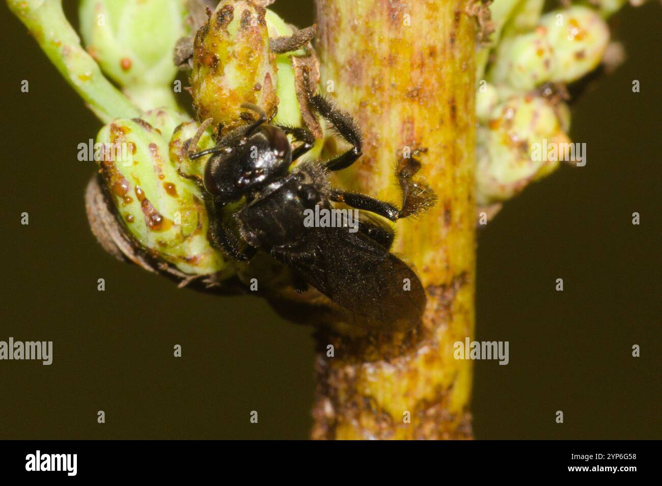 Spiny-legged Stingless bee (Trigona spinipes Stock Photo - Alamy