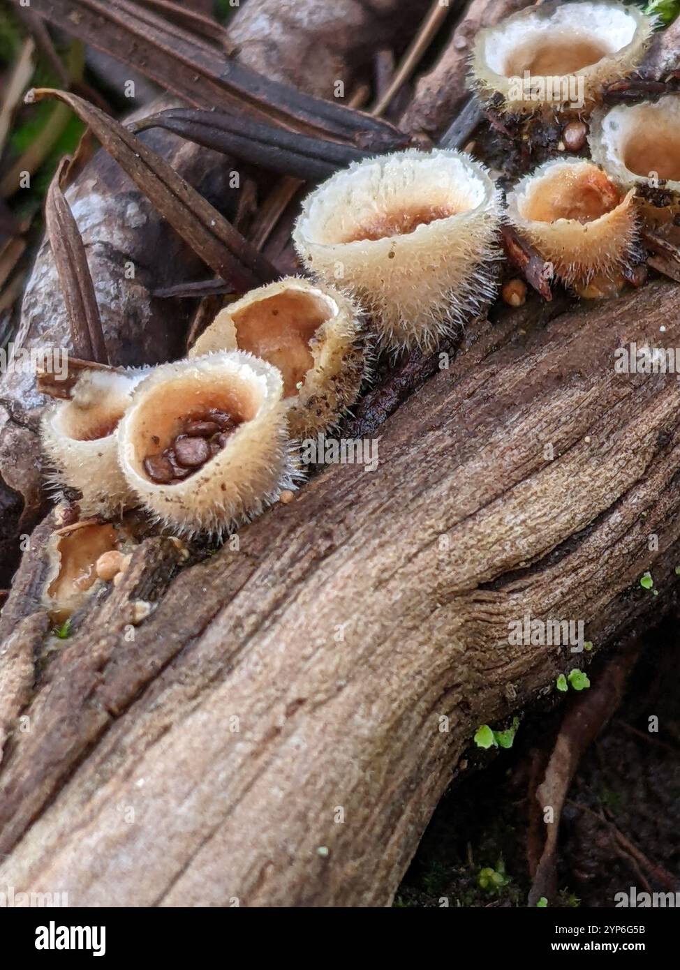 woolly bird's nest fungus (Nidula niveotomentosa Stock Photo - Alamy
