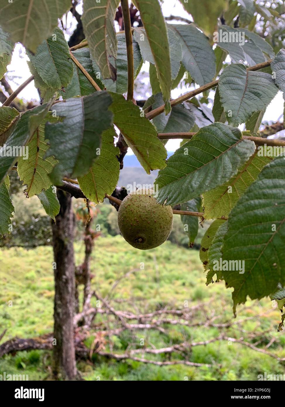 Juglans neotropica hi-res stock photography and images - Alamy