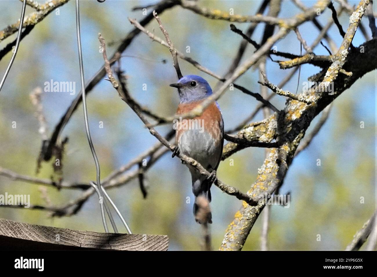 Western Bluebird (Sialia mexicana Stock Photo - Alamy