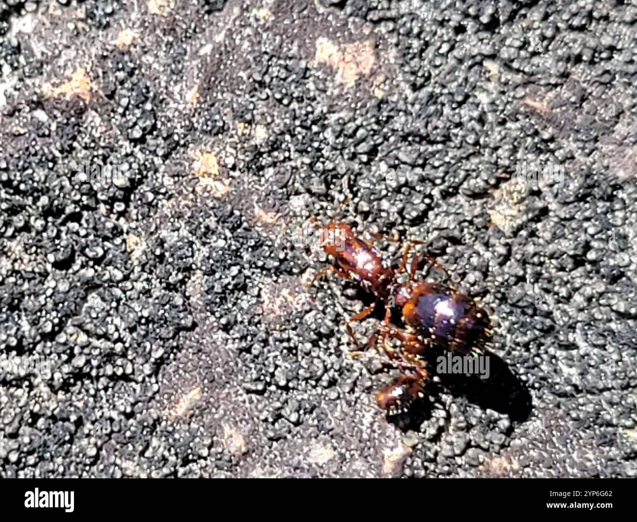Red Imported Fire Ant (Solenopsis invicta Stock Photo - Alamy