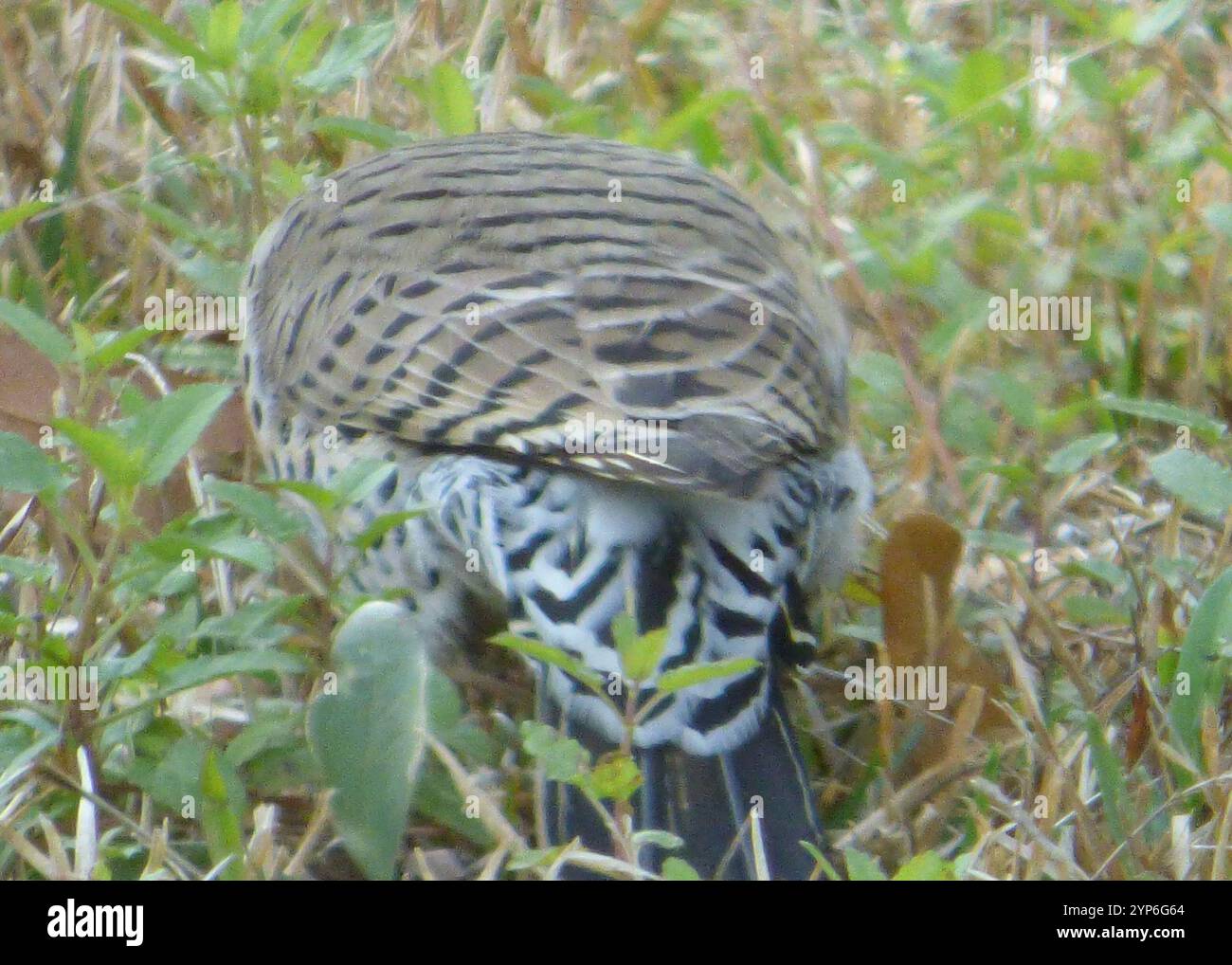 Northern Flicker (Colaptes auratus Stock Photo - Alamy