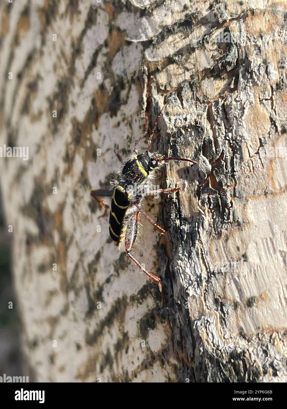 Banded Ash Borer (Neoclytus caprea Stock Photo - Alamy