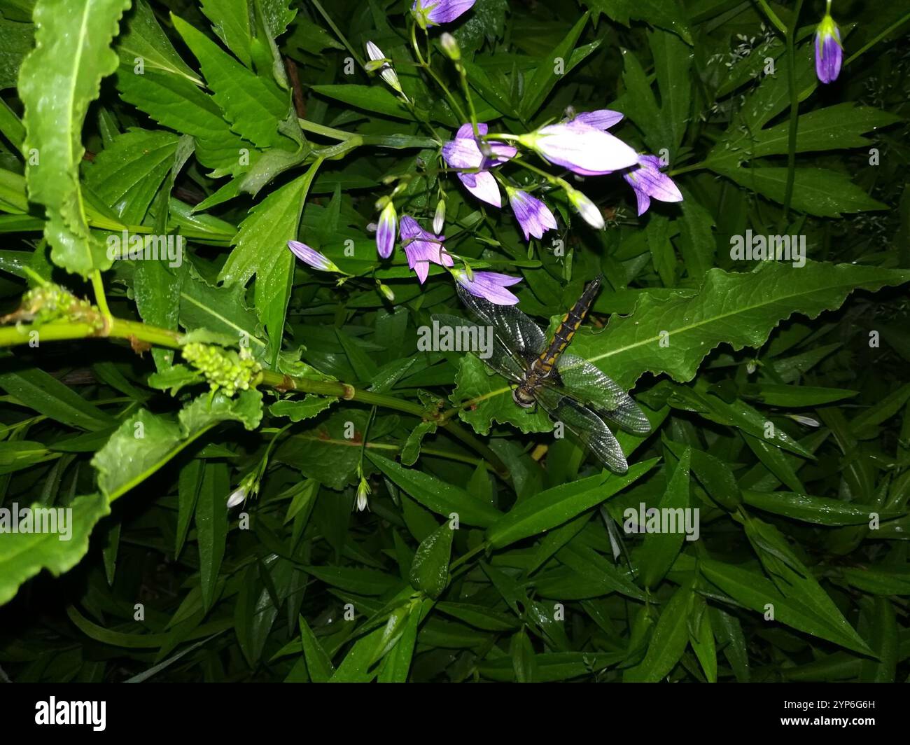 Eurasian Baskettail (Epitheca bimaculata Stock Photo - Alamy