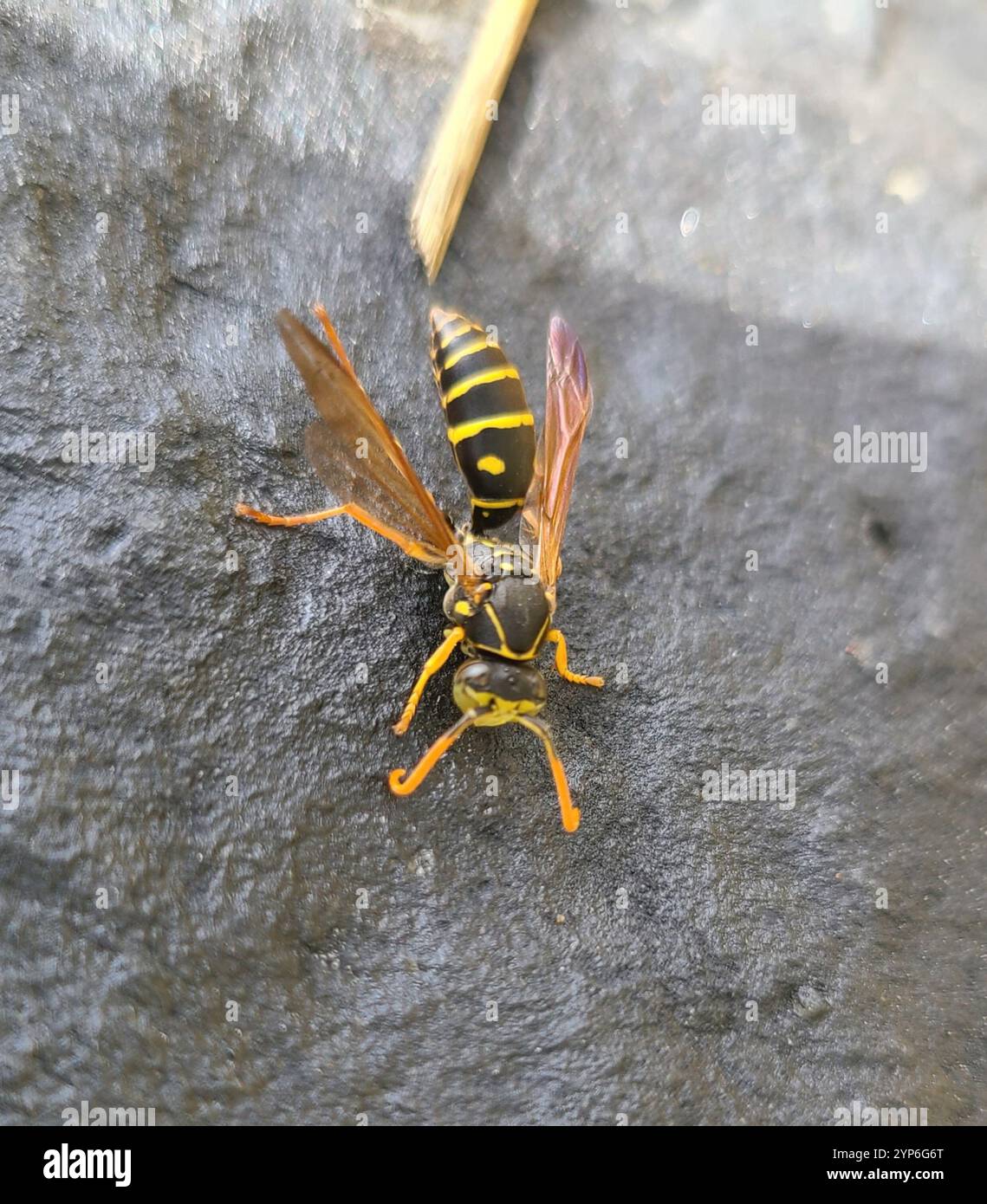 Asian paper wasp hi-res stock photography and images - Alamy
