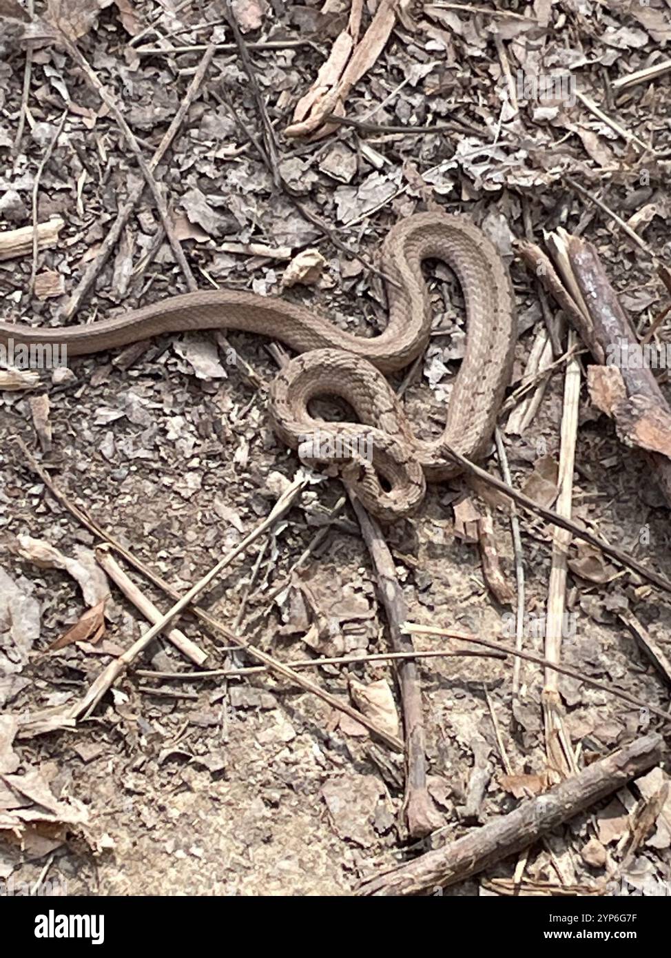 DeKay's Brownsnake (Storeria dekayi Stock Photo - Alamy
