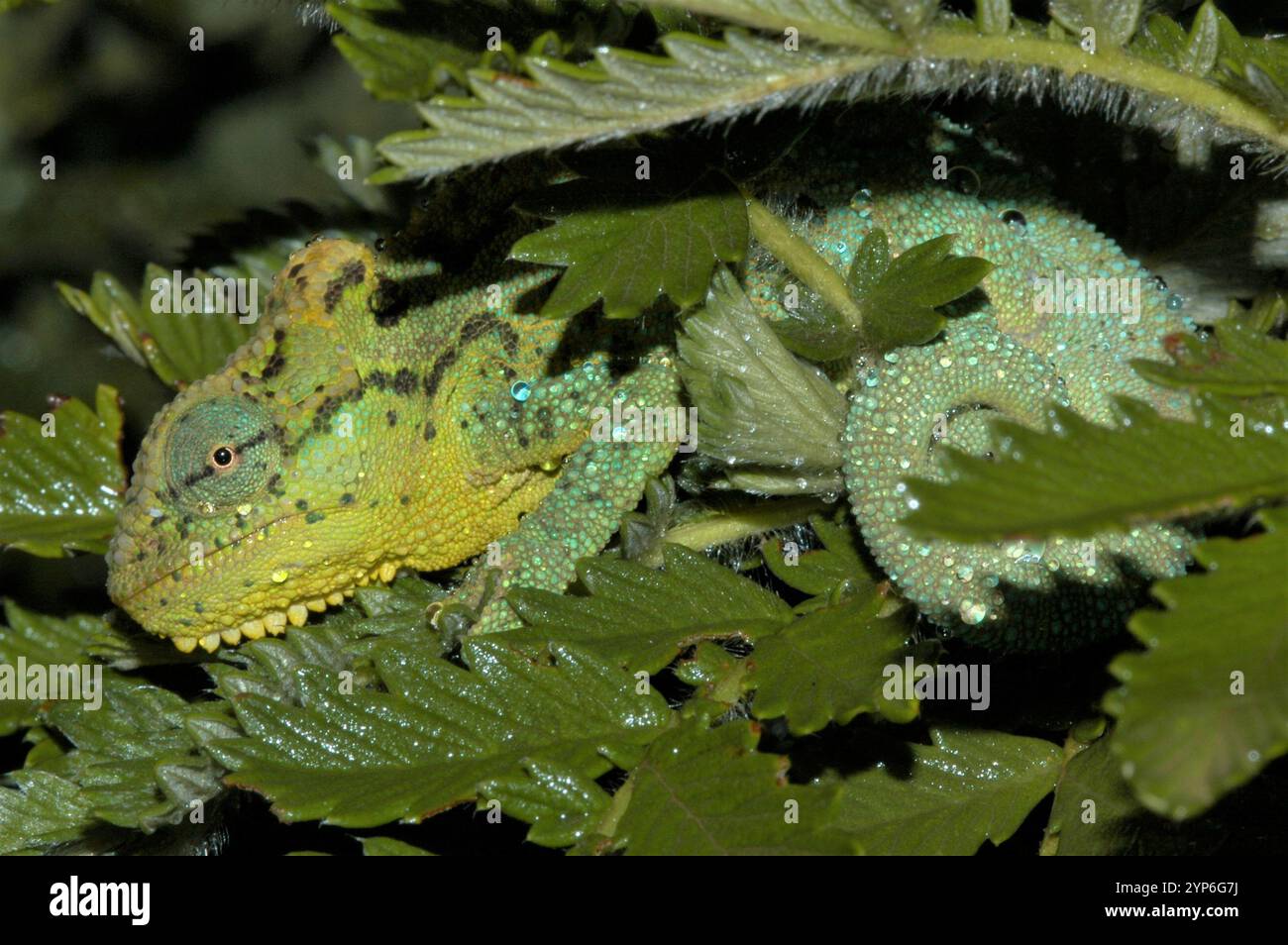 Southern African Dwarf Chameleons (Bradypodion Stock Photo - Alamy