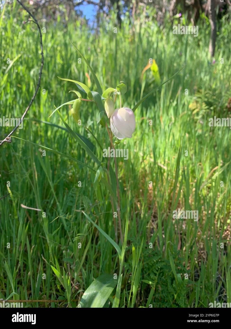 White Globe Lily (Calochortus albus Stock Photo - Alamy