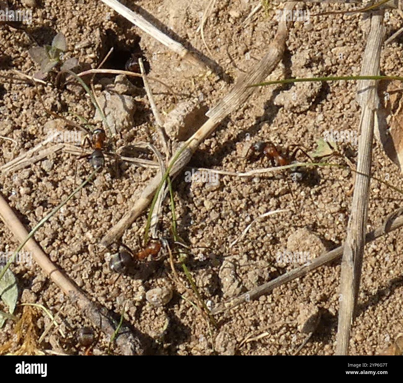 Formica rufibarbis hi-res stock photography and images - Alamy