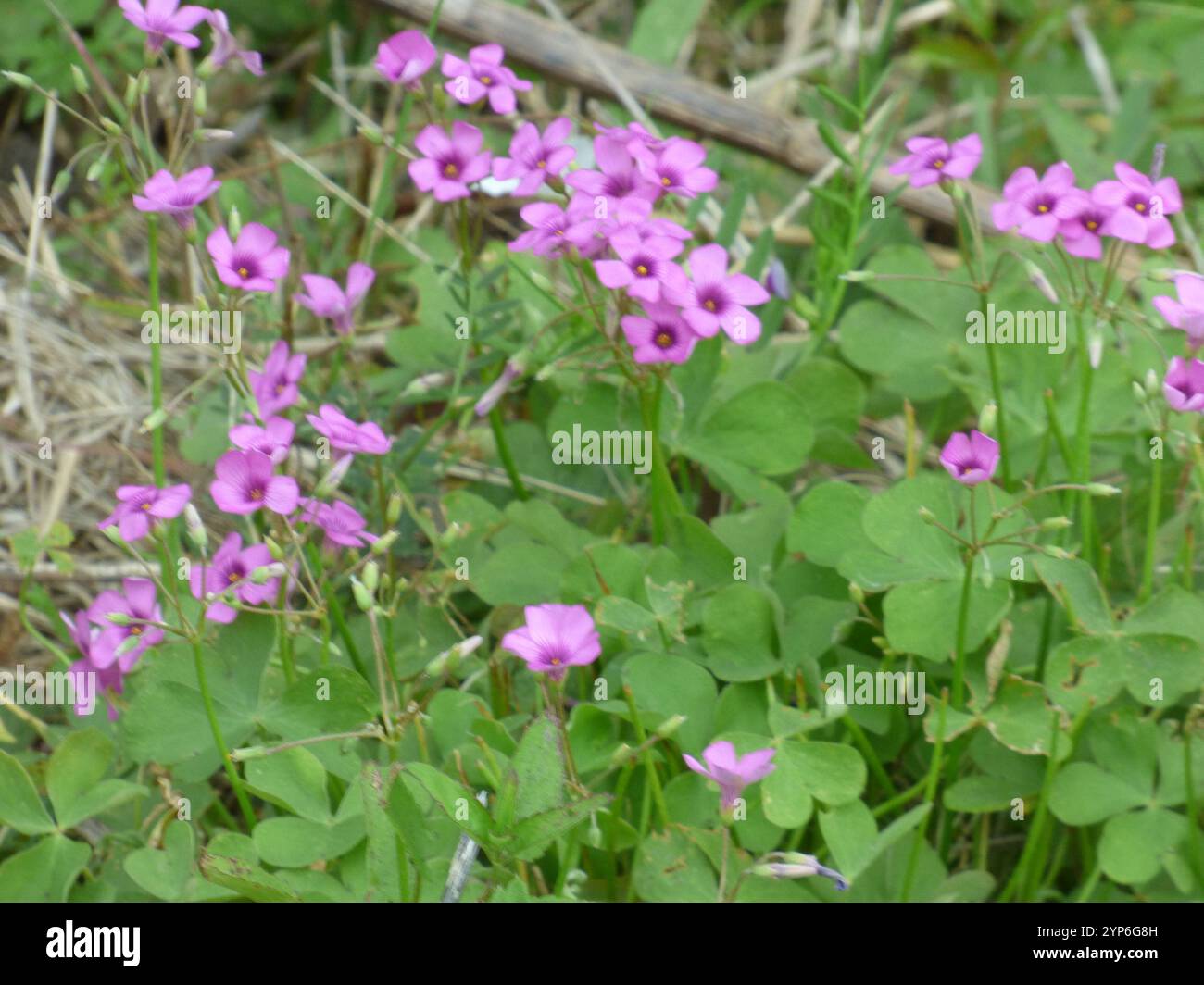 pink-sorrel (Oxalis articulata Stock Photo - Alamy