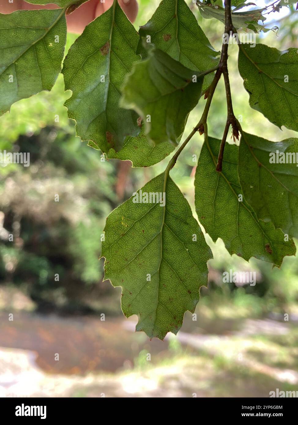 Nothofagus fusca hi-res stock photography and images - Alamy