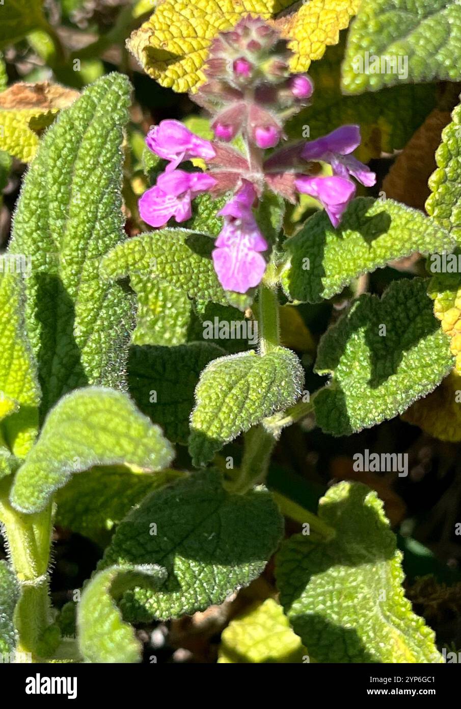 California Hedge Nettle (Stachys bullata Stock Photo - Alamy