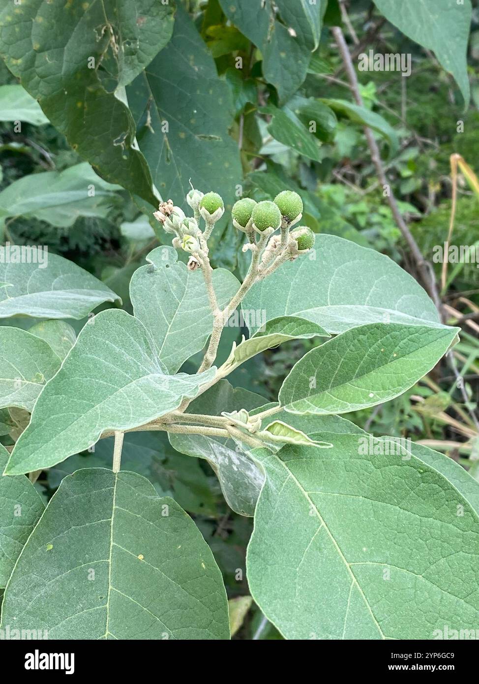 potato tree (Solanum erianthum Stock Photo - Alamy
