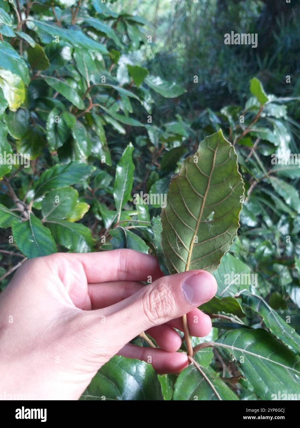 Assegai tree (Curtisia dentata Stock Photo - Alamy