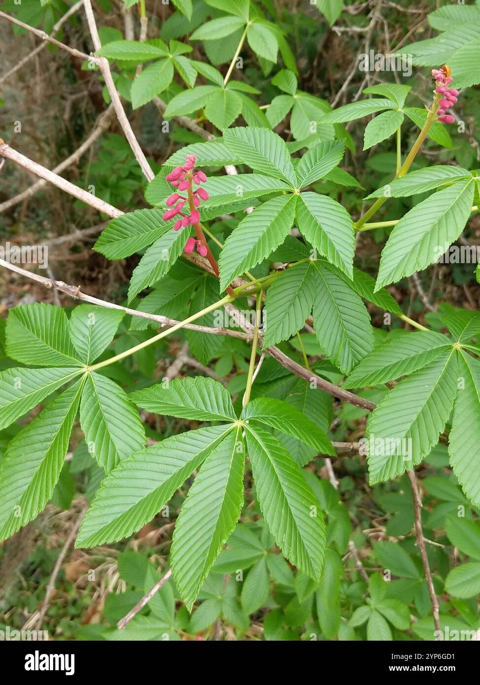 Red Buckeye (Aesculus pavia Stock Photo - Alamy