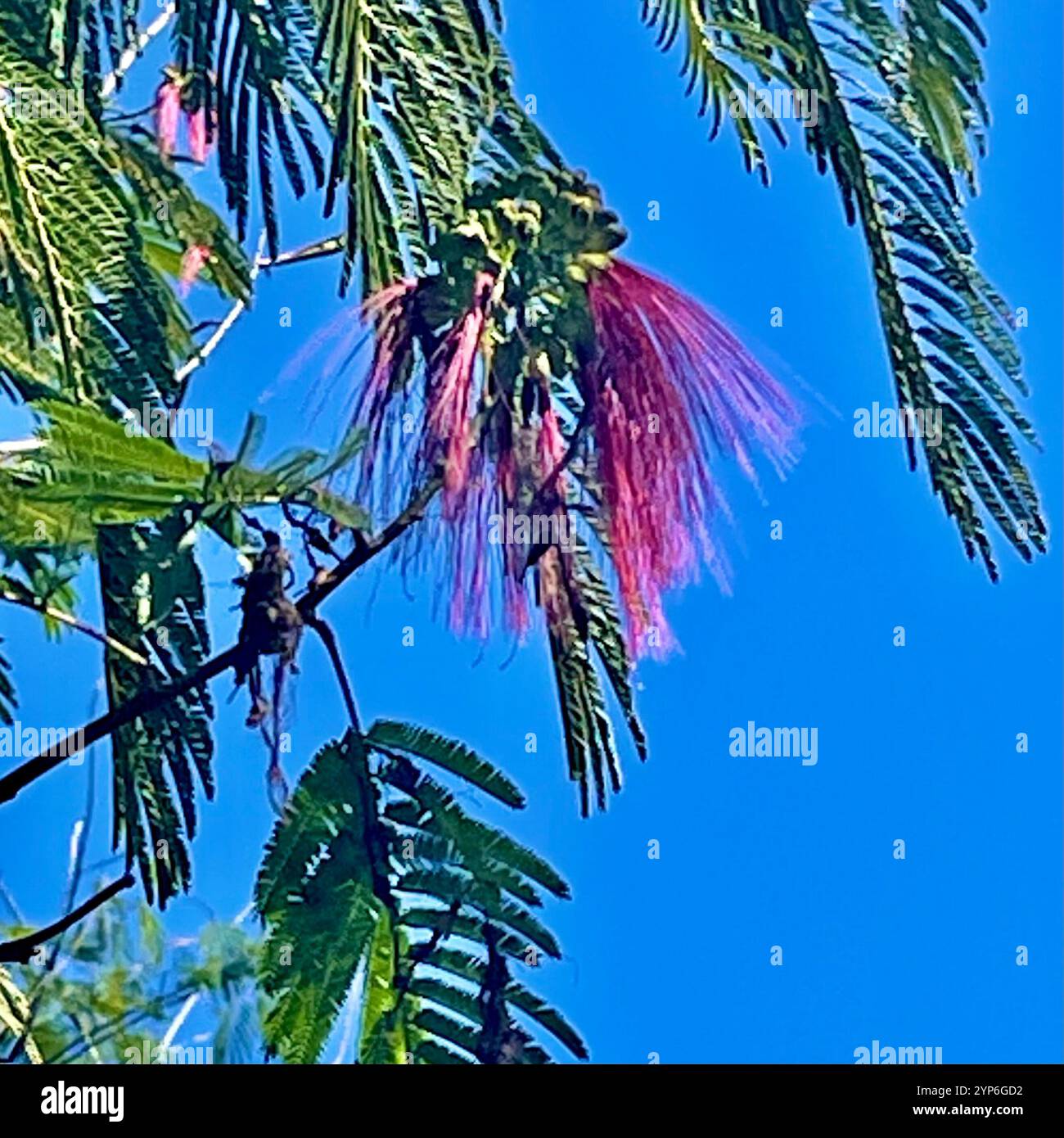 scarlet powder-puff (Calliandra haematocephala Stock Photo - Alamy