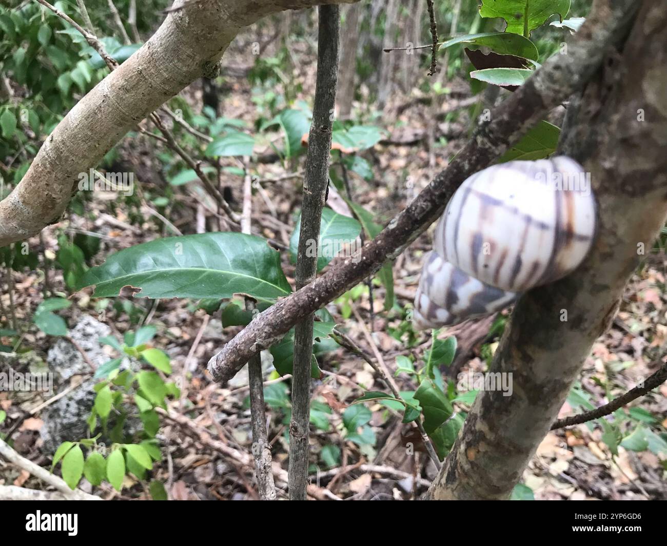 Florida Keys Tree Snail (Orthalicus reses Stock Photo - Alamy