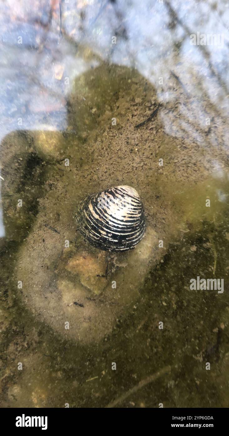 Asian Clam (Corbicula fluminea Stock Photo - Alamy