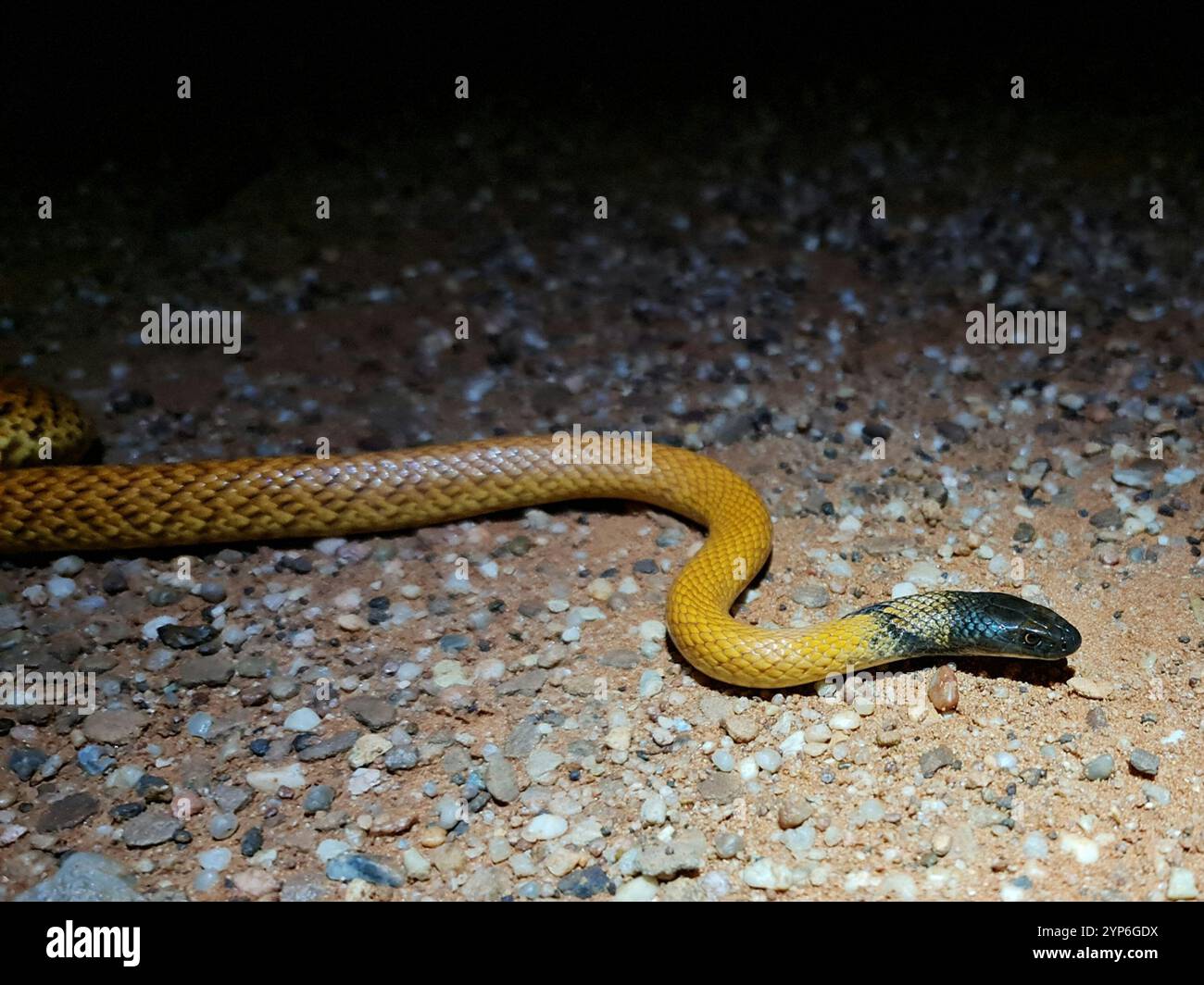 Pseudonaja mengdeni hi-res stock photography and images - Alamy