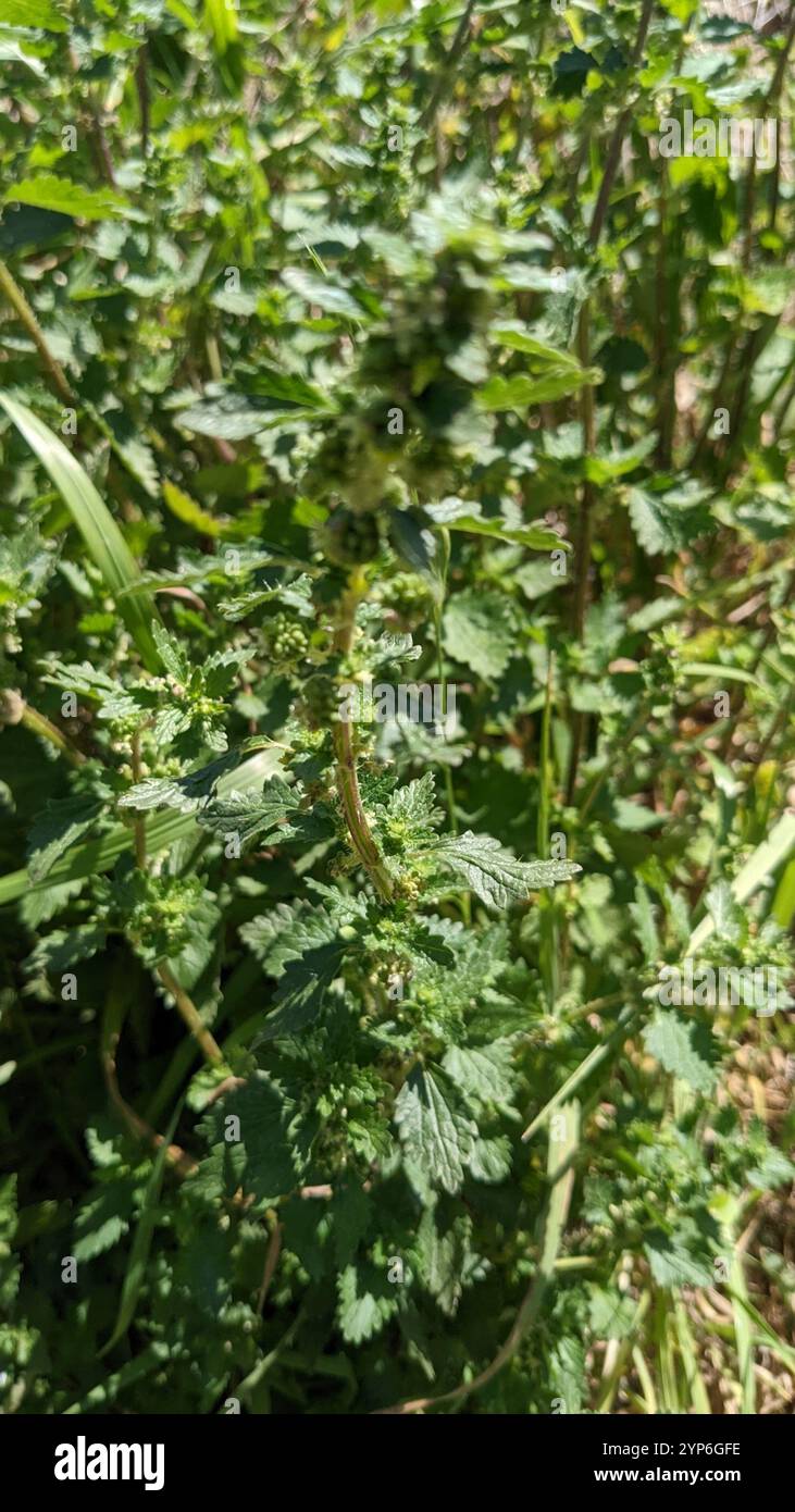 Dwarf Nettle (Urtica urens Stock Photo - Alamy