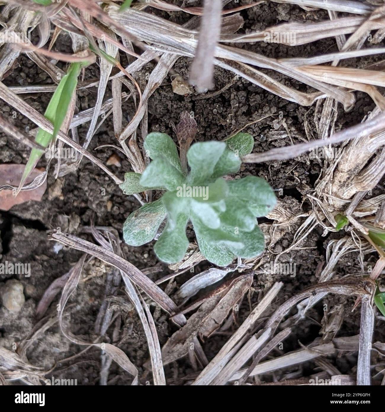 rabbit tobacco (Diaperia Stock Photo - Alamy