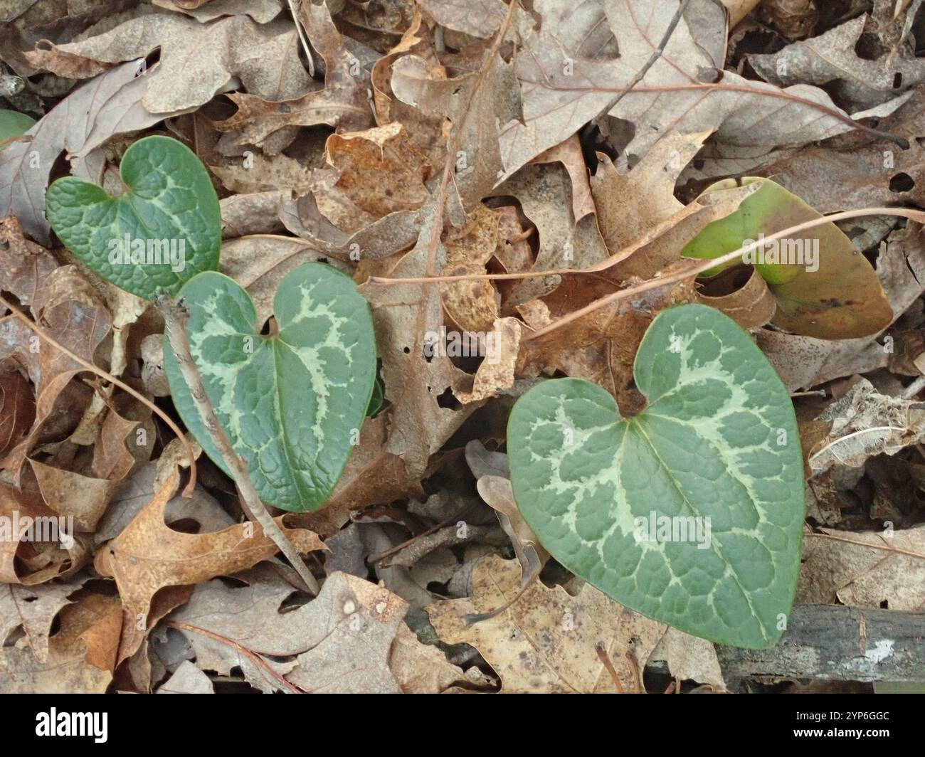 little heartleaf (Asarum minus Stock Photo - Alamy
