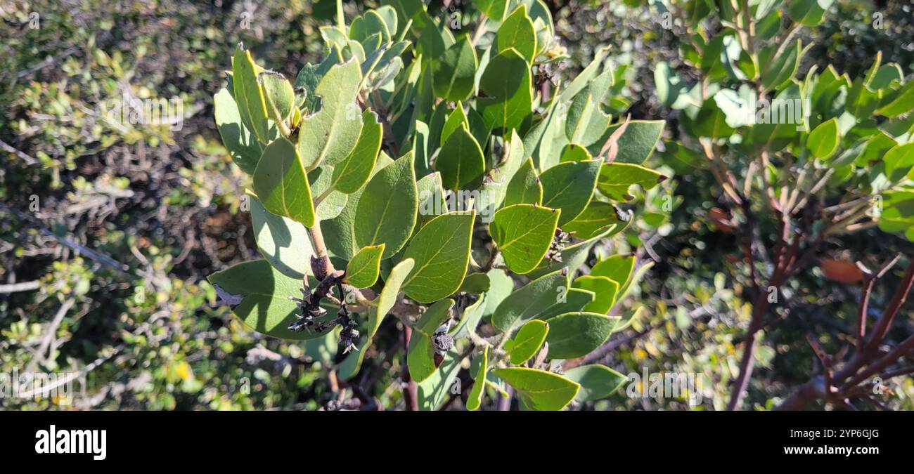 Transverse Range Manzanita (Arctostaphylos glandulosa mollis Stock ...