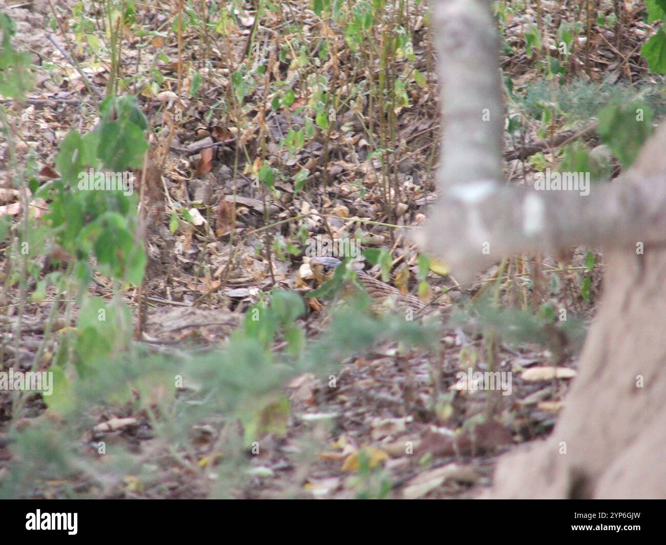 Snouted Cobra (Naja annulifera Stock Photo - Alamy