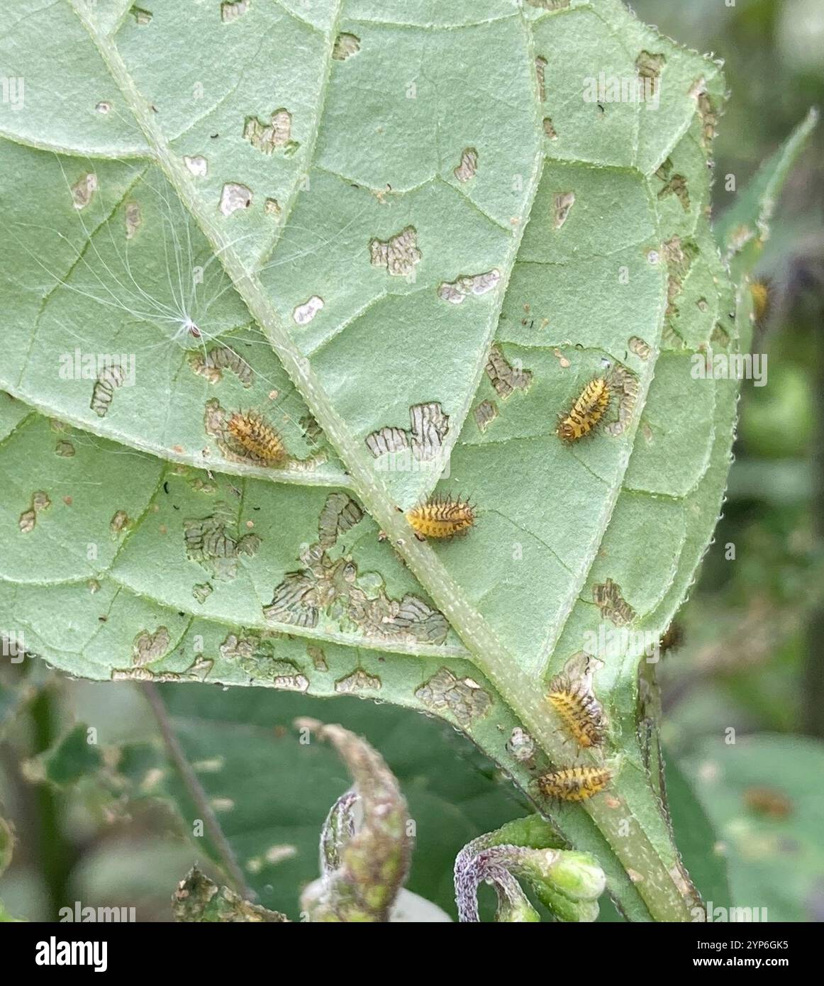Hadda Beetle (Henosepilachna vigintioctopunctata Stock Photo - Alamy