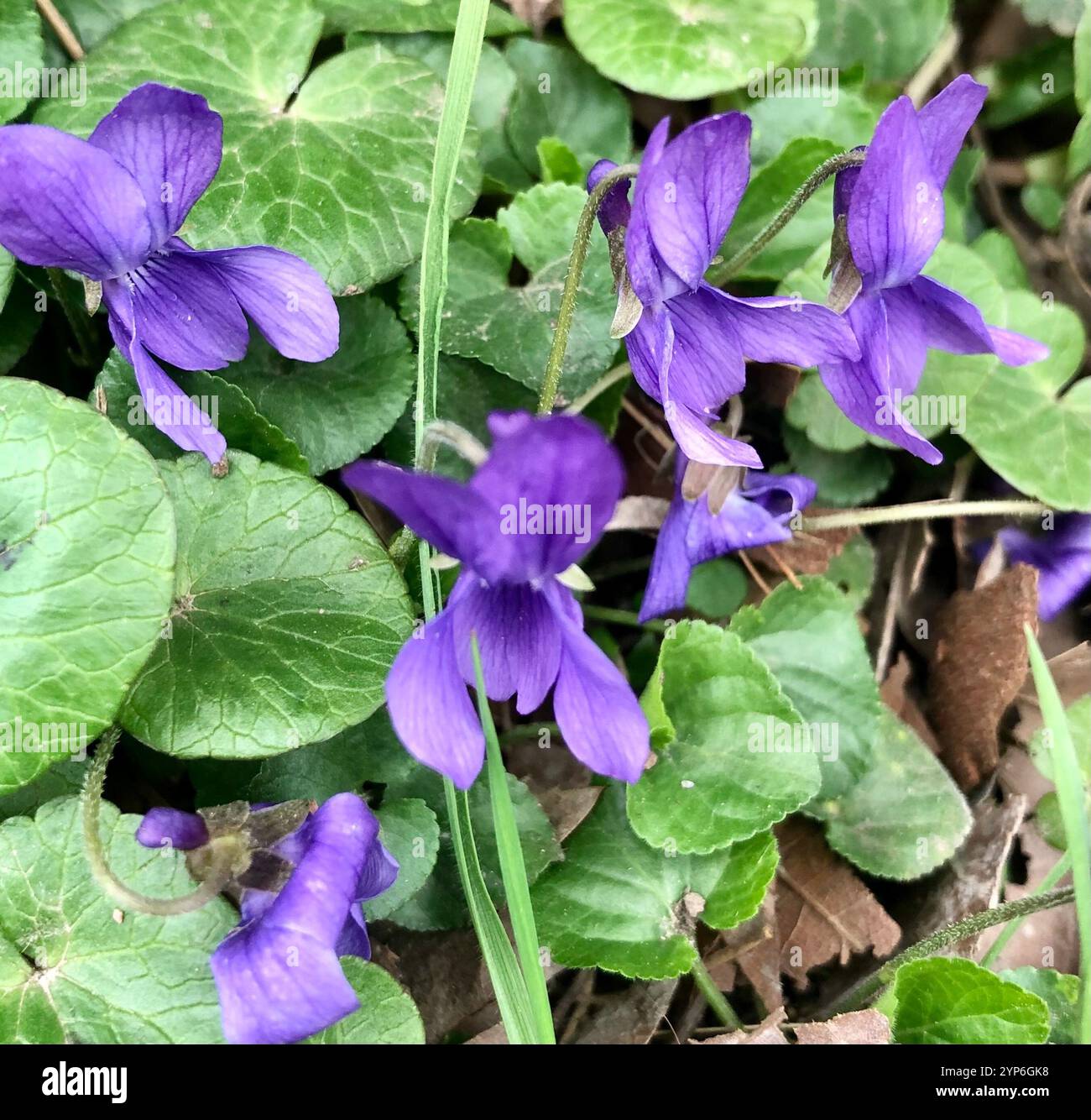 Sweet violet (Viola odorata Stock Photo - Alamy