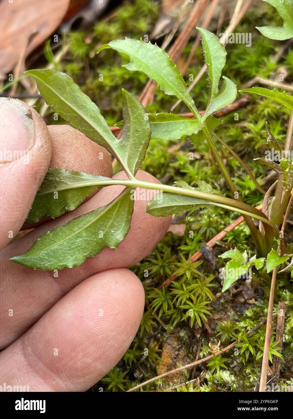 three-leaved rattlesnake root (Nabalus trifoliolatus Stock Photo - Alamy