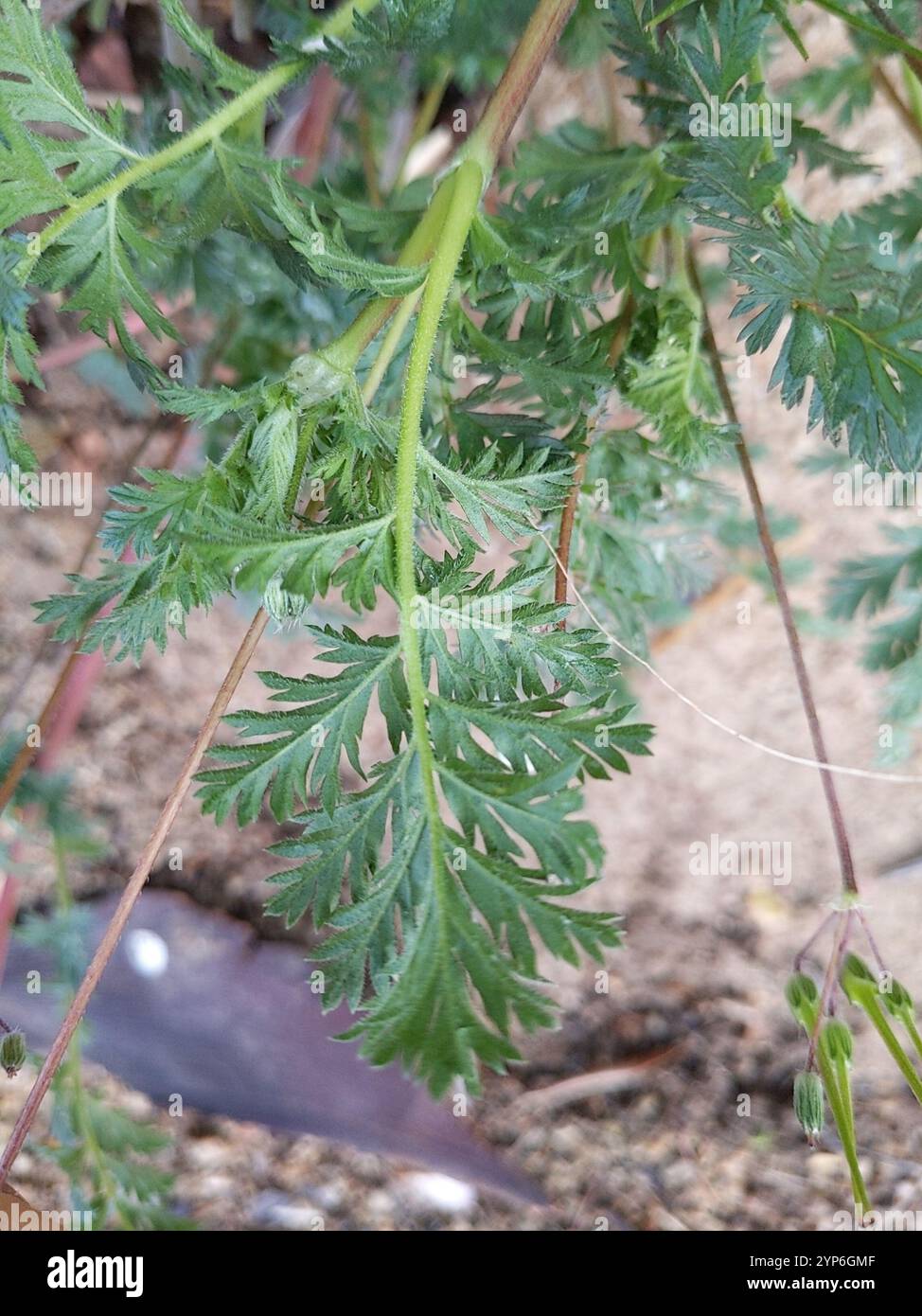 Redstem Stork's-bill (Erodium cicutarium Stock Photo - Alamy