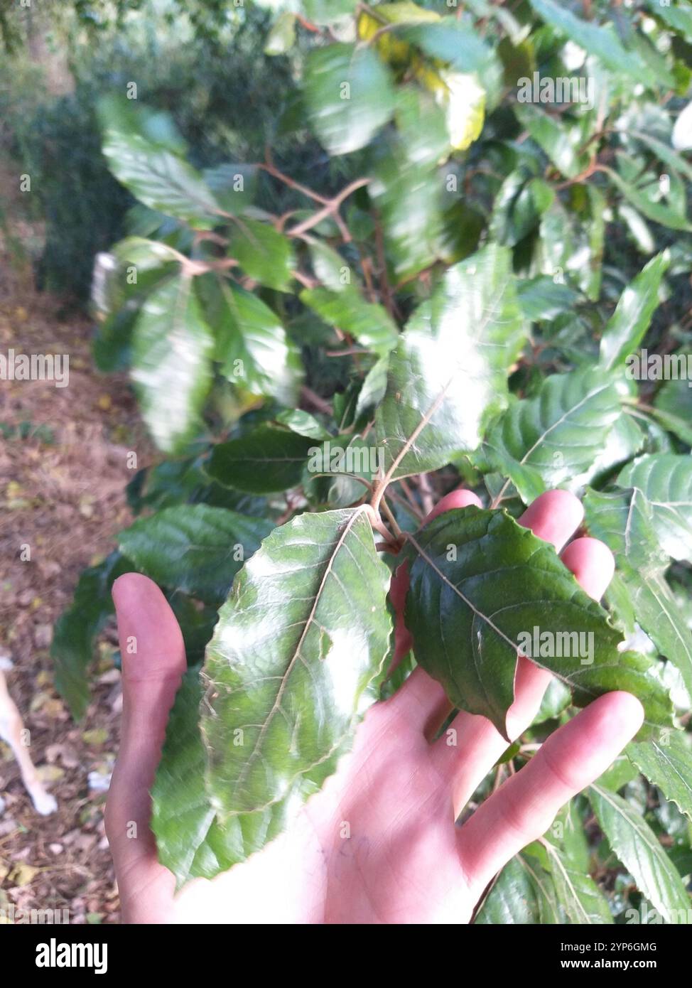 Assegai tree hi-res stock photography and images - Alamy