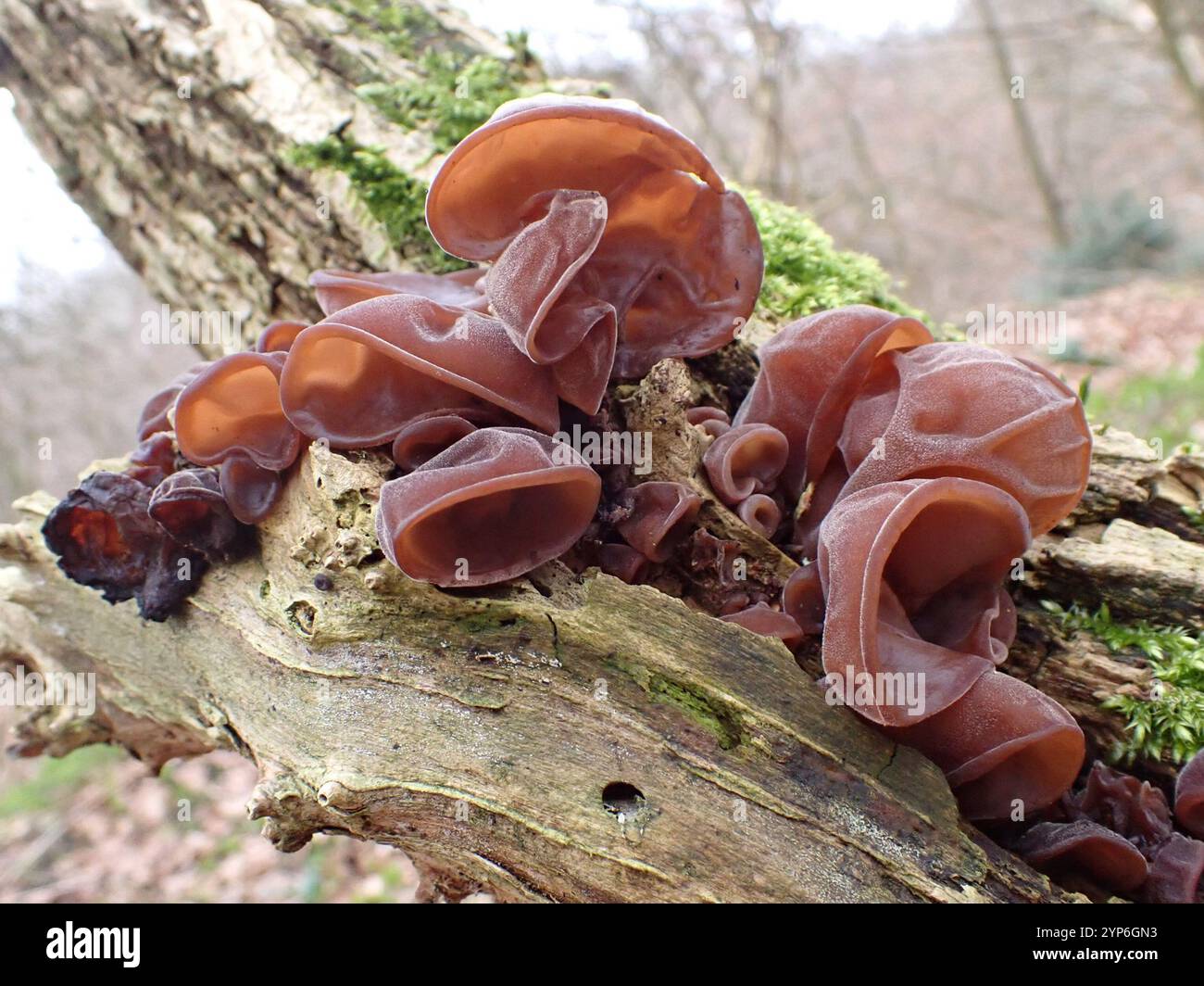 Jelly Ear (Auricularia auricula-judae Stock Photo - Alamy