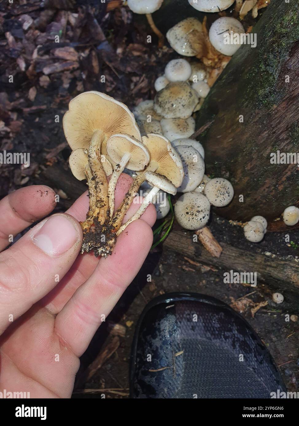 sticky scalycap (Pholiota gummosa Stock Photo - Alamy