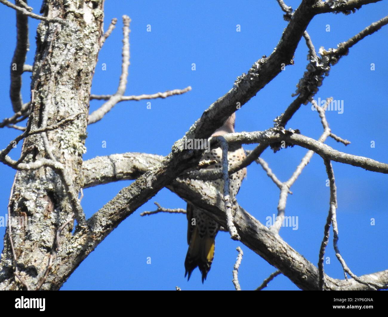 Northern Flicker (Colaptes auratus Stock Photo - Alamy