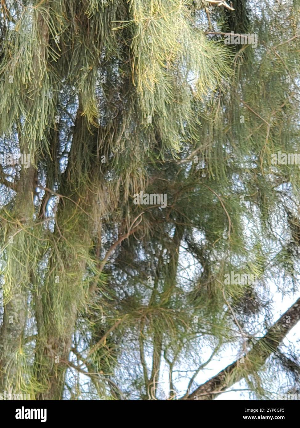 Beach Sheoak (Casuarina equisetifolia Stock Photo - Alamy