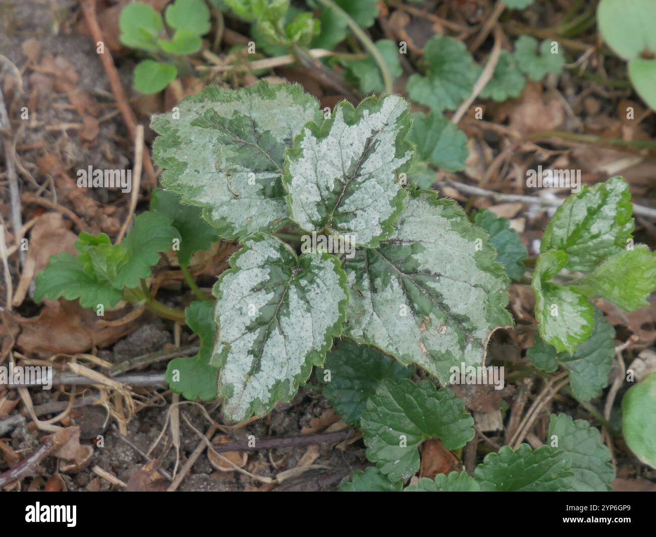 Variegated Yellow Archangel (Lamium galeobdolon argentatum Stock Photo ...