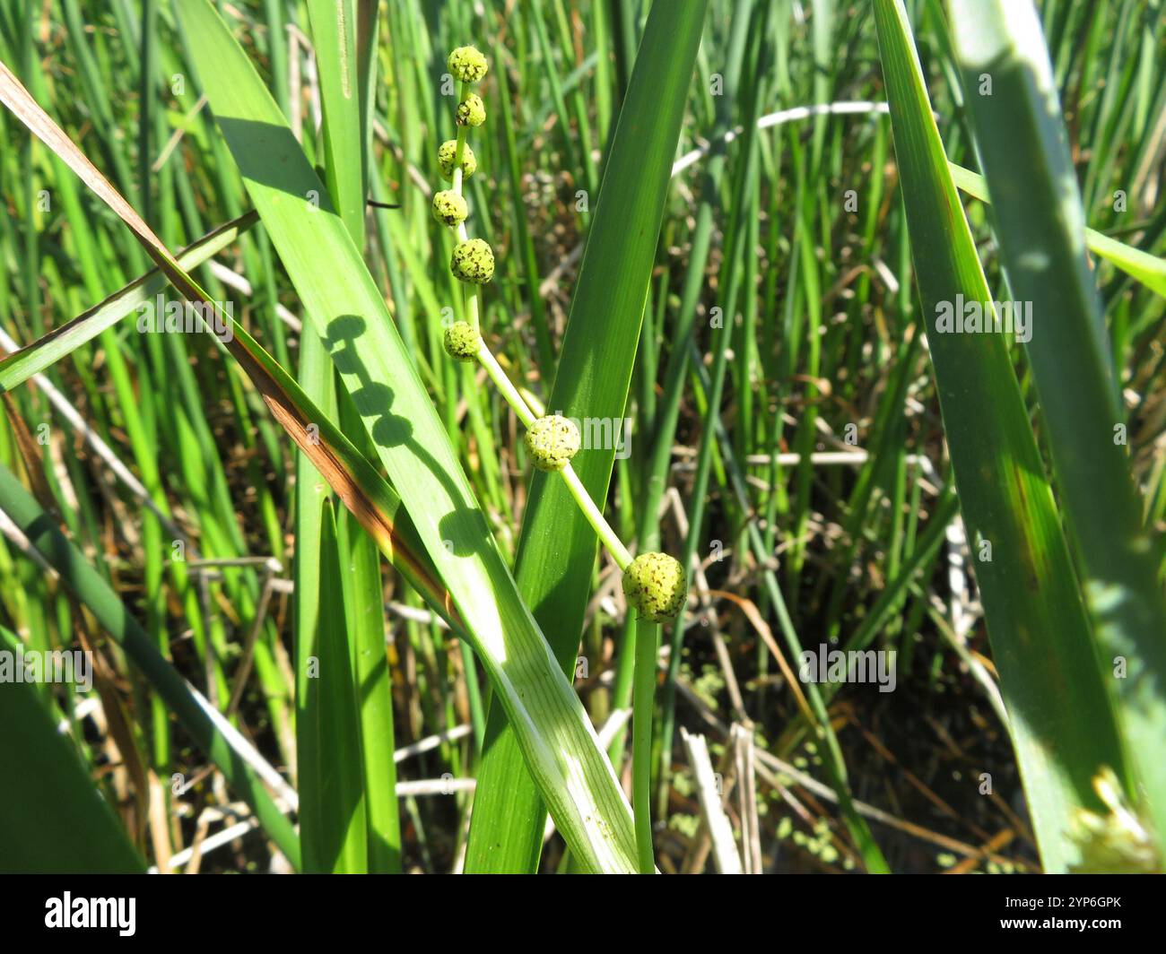 big bur-reed (Sparganium eurycarpum Stock Photo - Alamy