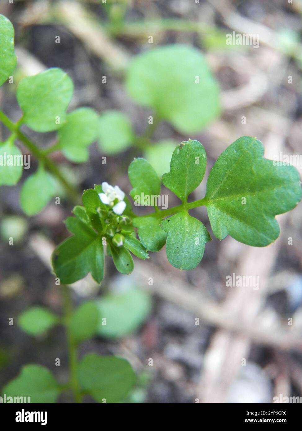 Nursery bittercress (Cardamine occulta Stock Photo - Alamy