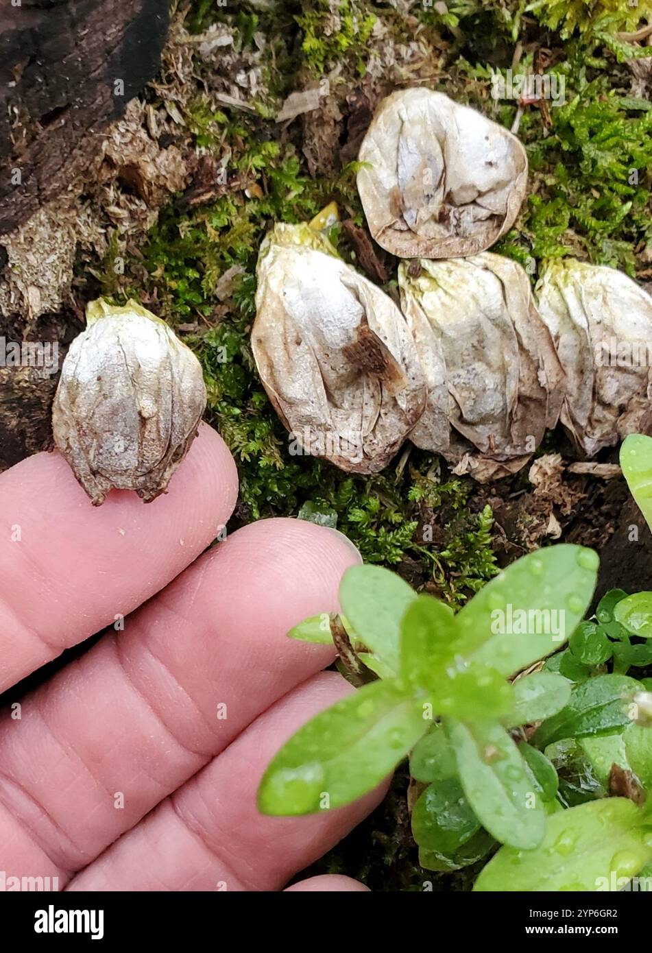 Pear-shaped Puffball (Apioperdon pyriforme Stock Photo - Alamy