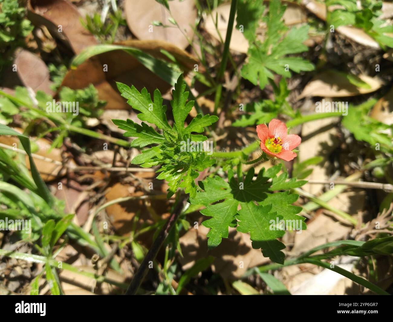 Carolina Bristlemallow (Modiola caroliniana Stock Photo - Alamy