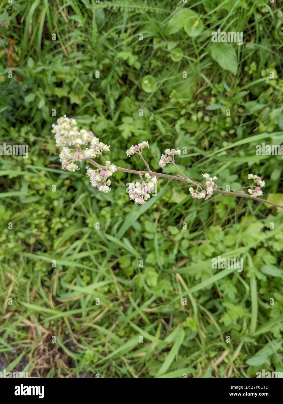 crevice alumroot (Heuchera micrantha Stock Photo - Alamy