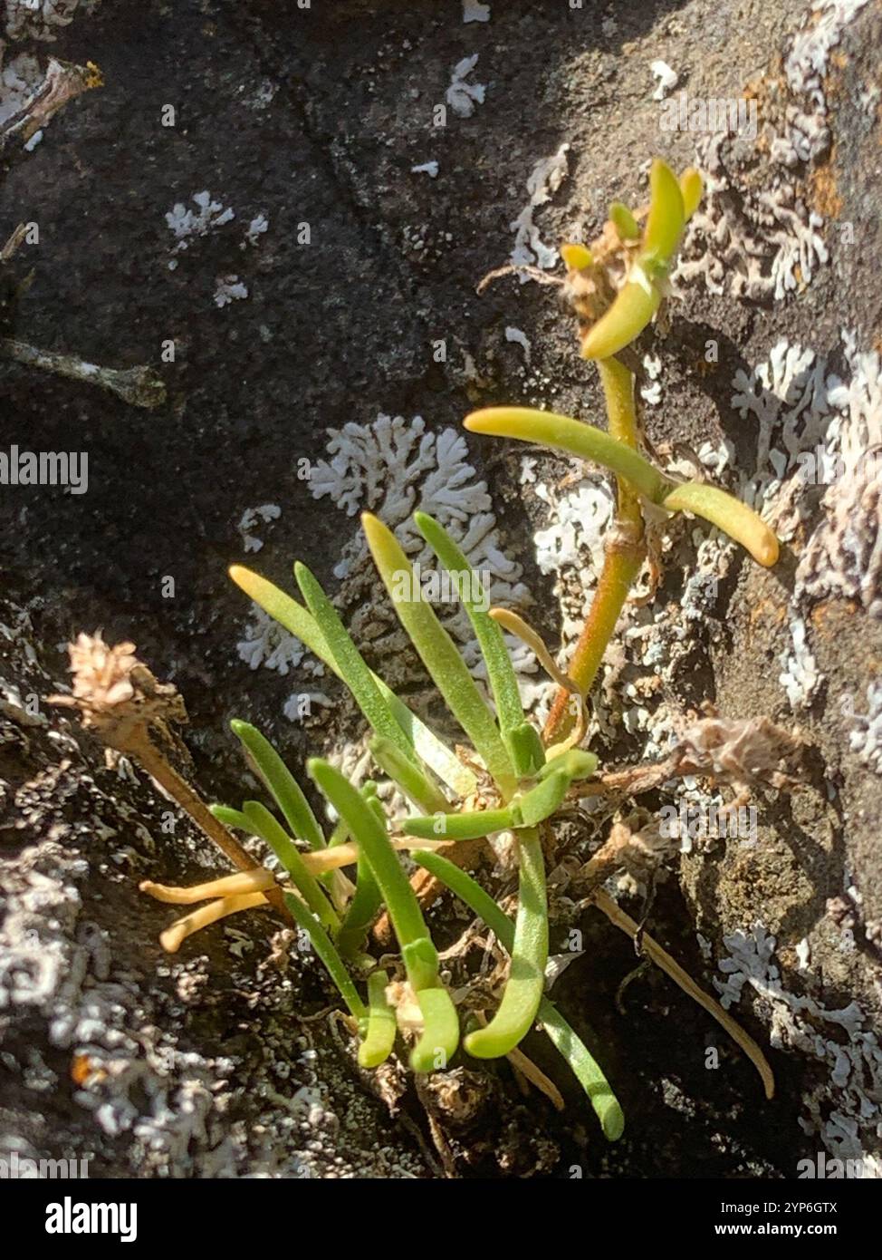 canada sand-spurry (Spergularia canadensis Stock Photo - Alamy