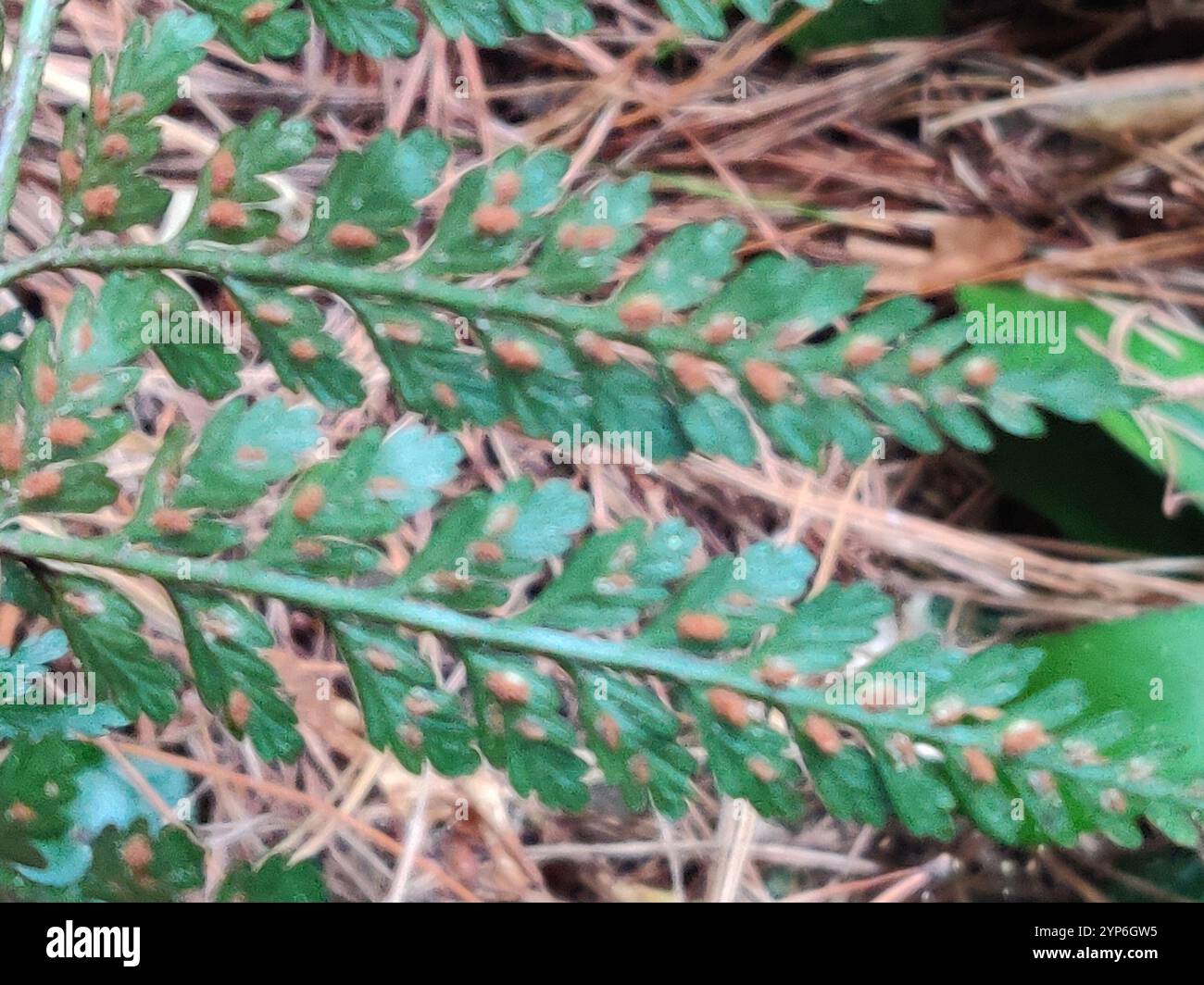 hen and chickens fern (Asplenium gracillimum Stock Photo - Alamy