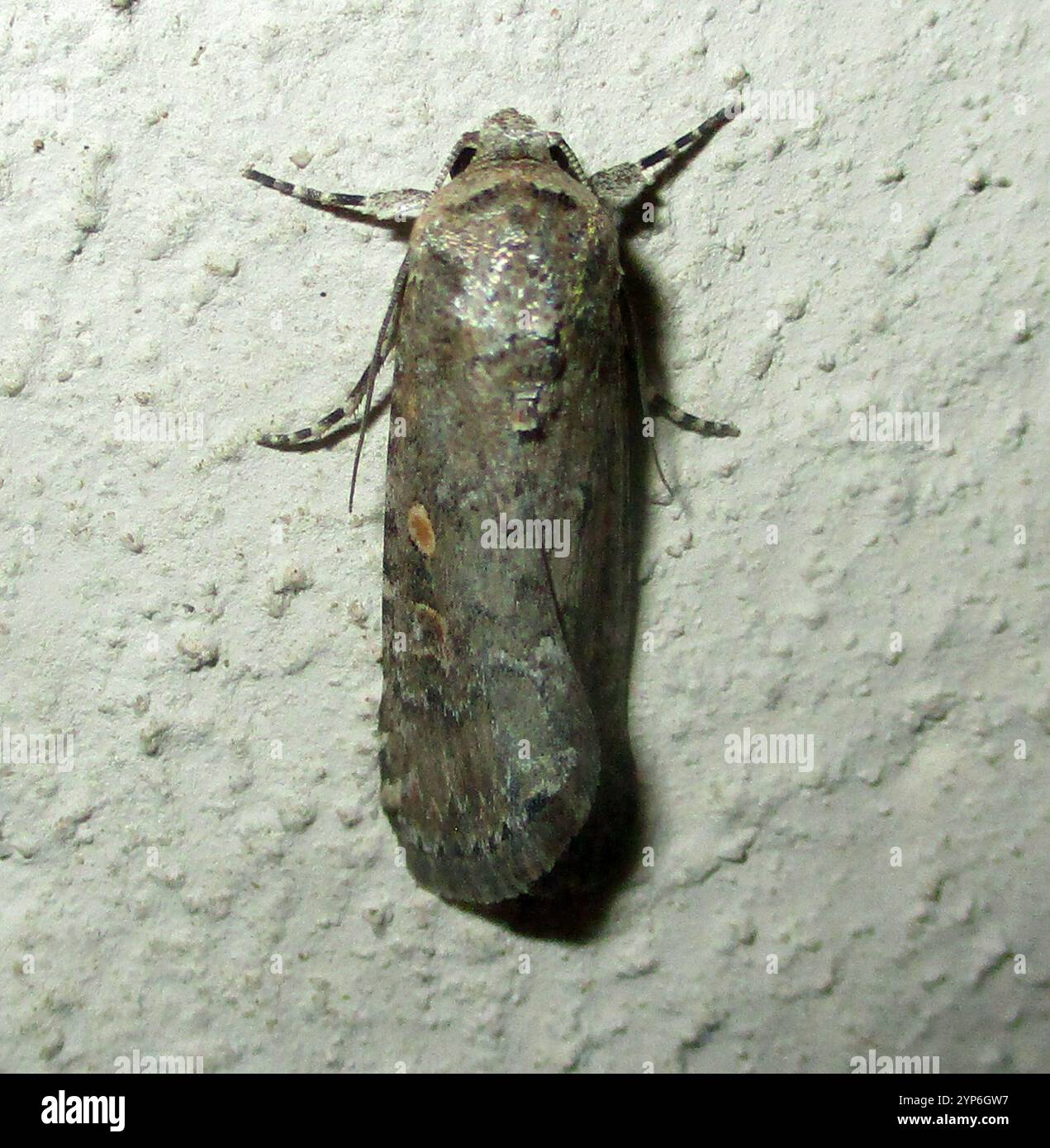 Armyworm Moths (Spodoptera Stock Photo - Alamy