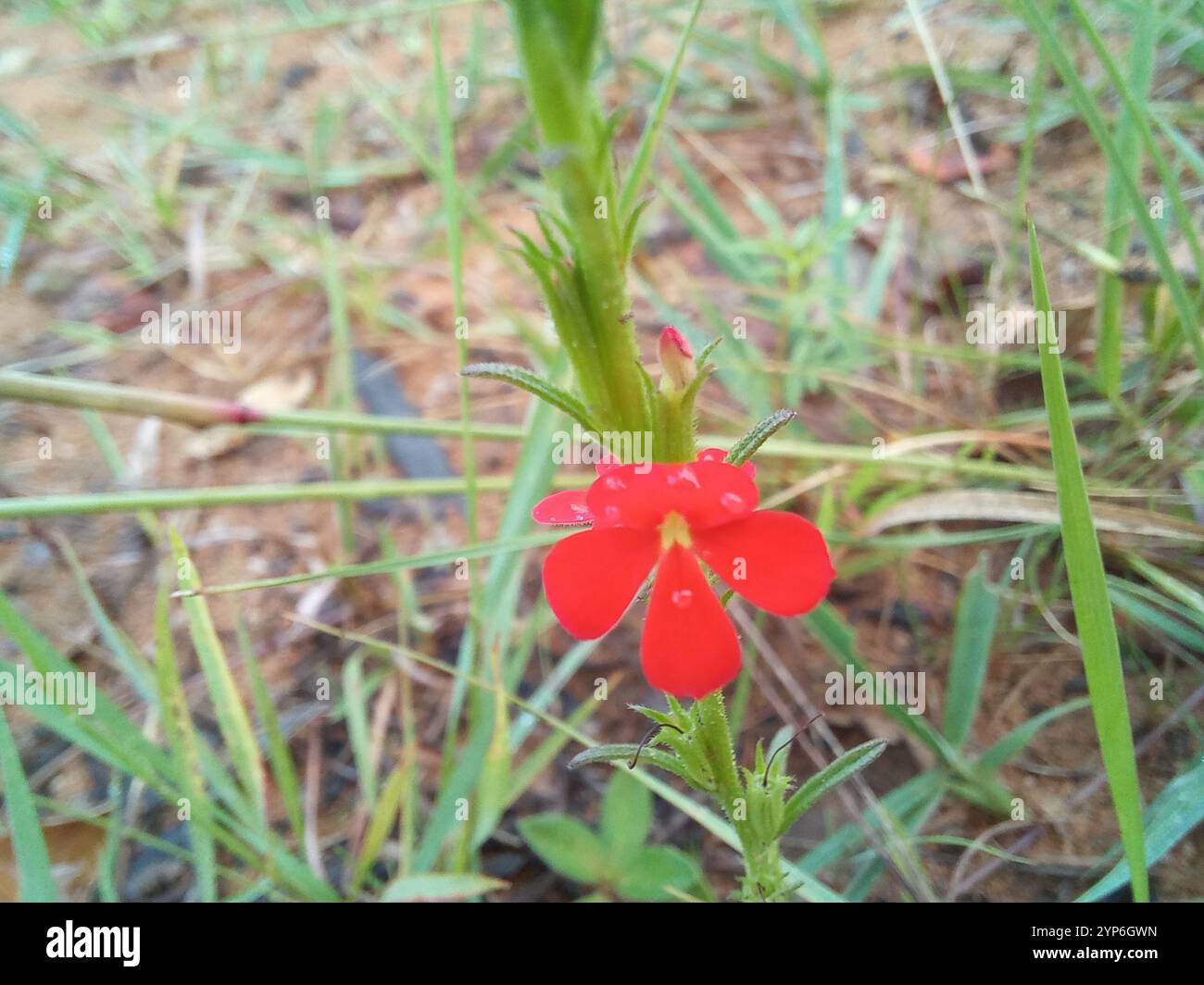 Striga asiatica hi-res stock photography and images - Alamy