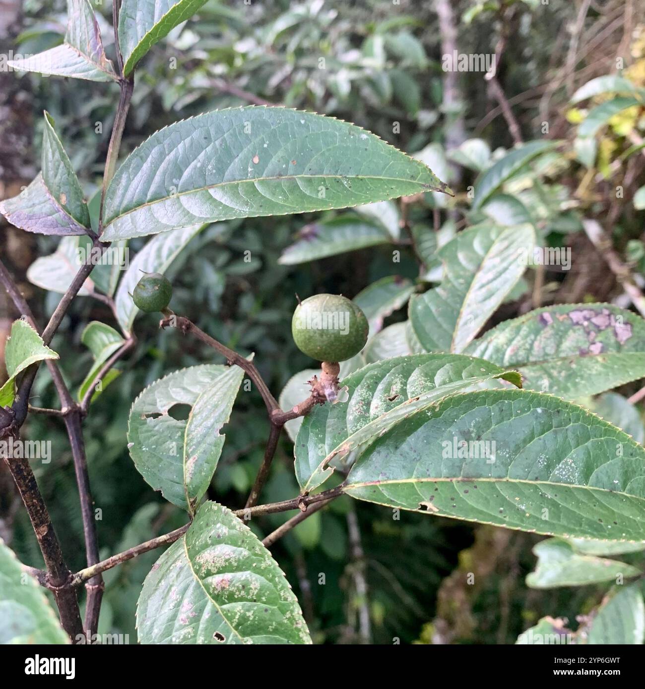 Turpinia occidentalis hi-res stock photography and images - Alamy