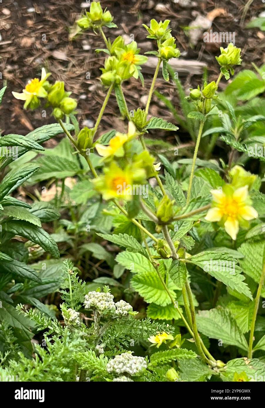 sticky cinquefoil (Drymocallis glandulosa Stock Photo - Alamy